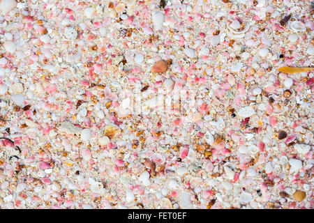 Shells forming pink sand on a beach in the south of Barbuda, Antigua ...