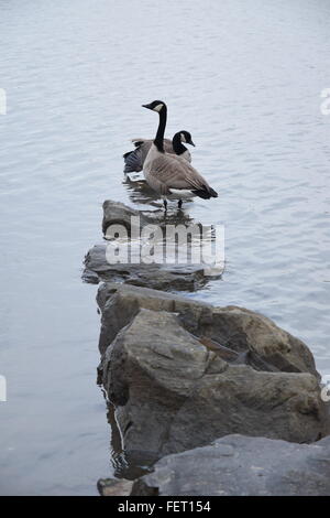 Geese at Tom McCall Waterfront Park in Portland, Oregon Stock Photo - Alamy