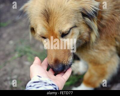 Human smelling dog Stock Photo - Alamy