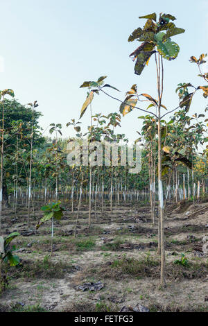 Teak tree plantation. Saing Ya, Burma Stock Photo - Alamy