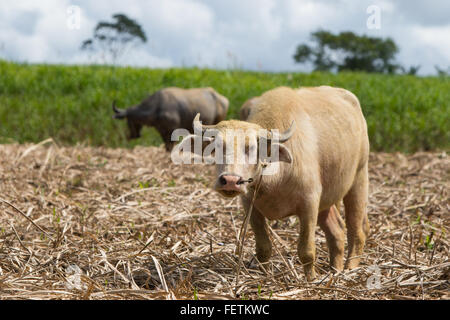 Farmer with his WATER BUFFALO (Carabao), in a rice field Stock Photo ...