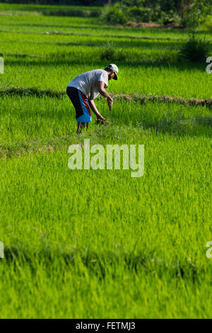 Philippines Filipino Farmer Working In Corn Field Stock Photo - Alamy