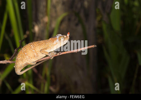 Blade Chameleon (Calumma gallus), female, Madagascar Stock Photo - Alamy