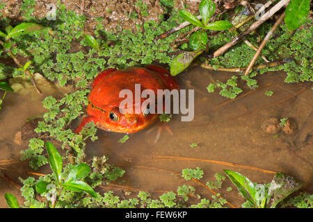 Madagascar tomato frog (Dyscophus antongilii), eastern Madagascar ...