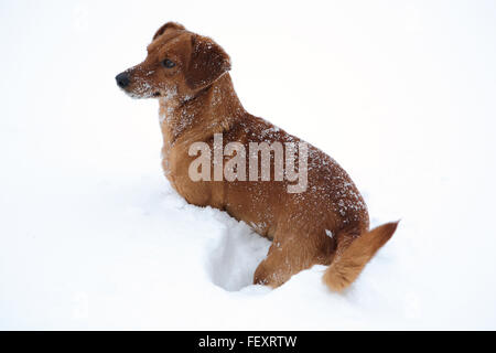 Dog dachshund in the deep snow Stock Photo - Alamy