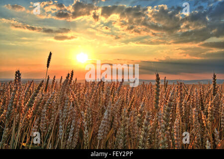 golden sunset over wheat field Stock Photo - Alamy