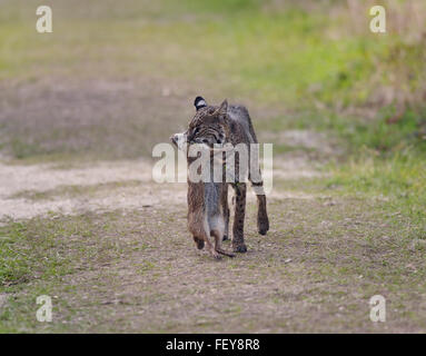 Wild Bobcat Holds a Rabbit in its Mouth Stock Photo - Alamy