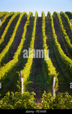 Vertical shot of a vineyard Stock Photo - Alamy