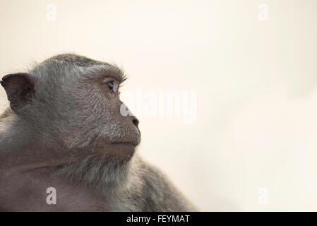 Wild monkey face profile portrait looking at distance with sky ...