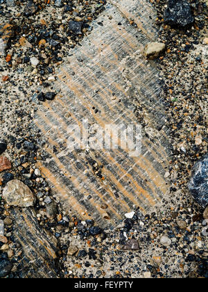 A rock buried in the ground shows the erosion and scratching from a ...