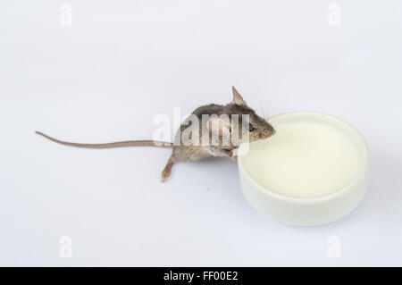 Wild baby mouse drinking milk on white background Stock Photo - Alamy