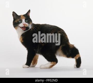 Tortoiseshell and White Manx cat, one leg up Stock Photo - Alamy