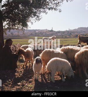 Sheep grazing, with a shepherd, West Bank, Palestine Stock Photo - Alamy