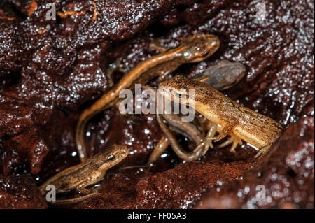 Smooth Newt (Lissotriton vulgaris) adult female swimming at surface of ...