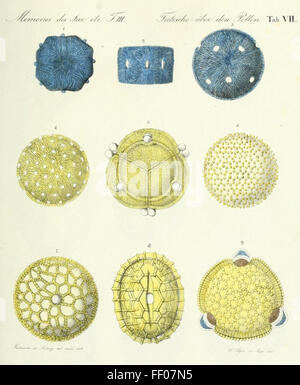 An illustration from Carl Julius Fritzsche's *Ueber den Pollen ...