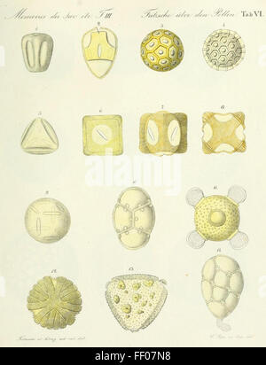 An illustration from Carl Julius Fritzsche's work 'Ueber den Pollen ...