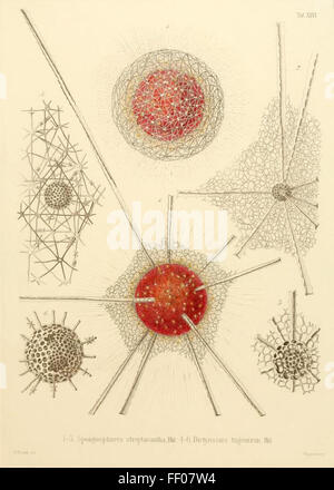 A detailed illustration of radiolaria, microscopic marine organisms ...