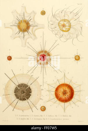 A detailed illustration of radiolaria, microscopic marine organisms ...