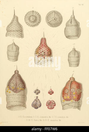 A detailed illustration from Ernst Haeckel's Radiolaria series ...