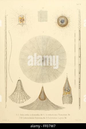A detailed illustration of radiolaria, microscopic marine organisms ...