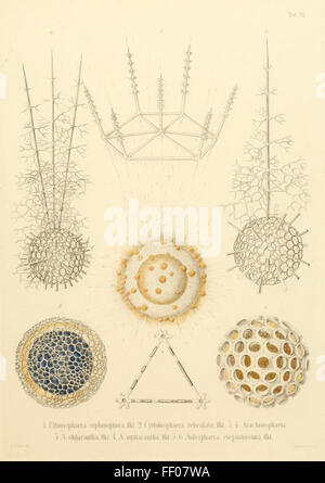 A detailed illustration from Ernst Haeckel's Radiolaria series ...