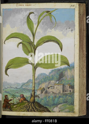 A watercolor illustration from Pedanius Dioscorides's 'De Materia ...