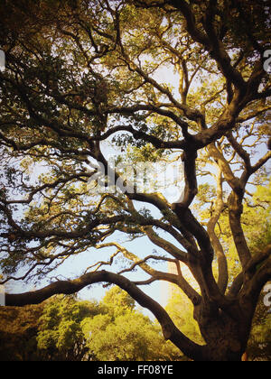 Gnarled and twisted branches of a tree Stock Photo - Alamy