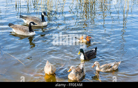 Different species of waterfowl birds, including ducks and geese ...