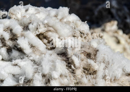 Detail of sheared wool Stock Photo - Alamy