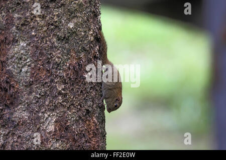 The tiny Plain pygmy squirrel clinging to tree in the Danum valley ...