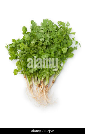 Fresh green cilantro with roots on white background Stock Photo - Alamy