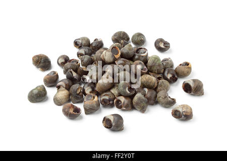 common periwinkle, common winkle, edible winkle (Littorina littorea ...