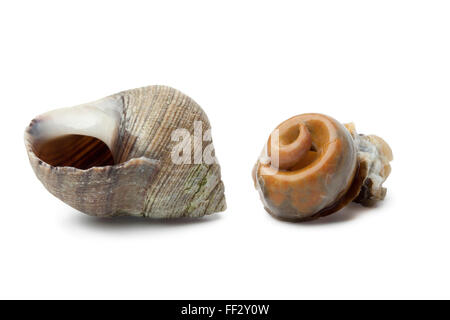 Cooked Winkle or Periwinkle Stock Photo - Alamy