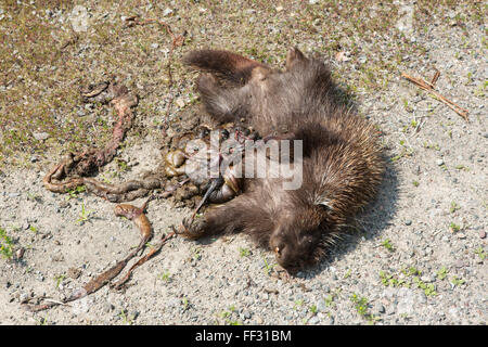 North American Porcupine on a dead tree limb with yellow birch leaves ...