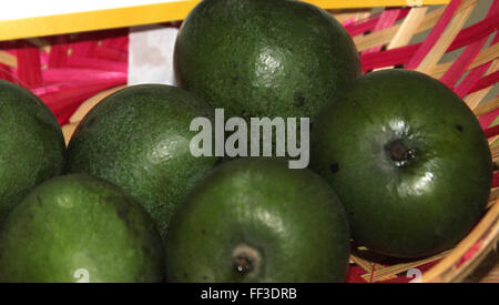 Mangifera odorata, kuwini mango, fragrant mango, tree with fragrant ...
