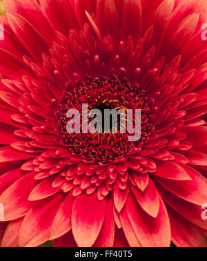 A closeup shot of blooming bright red poppies on a field Stock Photo ...