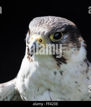 A Close-Up Of The Face Of A Peregrine Falcon Stock Photo - Alamy