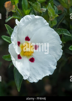 White Cistus (Lucitanica Decumbens) flowering in an English garden ...