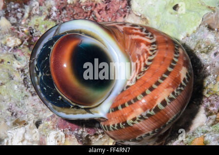 Tapestry turban snail, Turbo petholatus, Moalboal, Tuble, Cebu ...