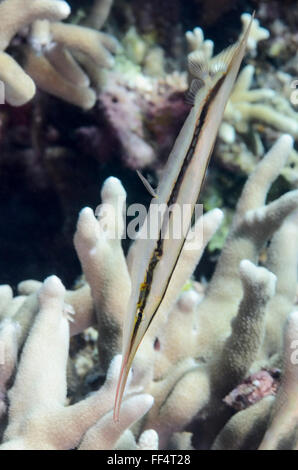 saltwater fish Razorfish - Aeoliscus strigatus Stock Photo - Alamy