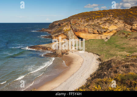 MORAY COASTLINE SCOTLAND NEAR HOPEMAN GOLDEN SANDSTONE CLIFFS WITH ...