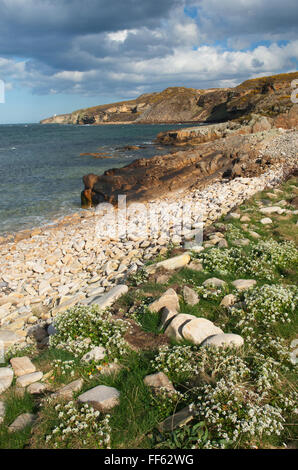 MORAY COASTLINE SCOTLAND NEAR HOPEMAN GOLDEN SANDSTONE CLIFFS WITH ...