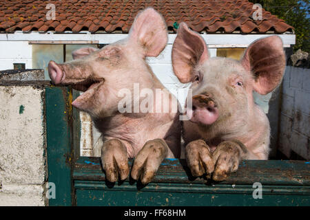 Two pigs, look out of their sty. Hartcliffe Community Park farm Bristol ...