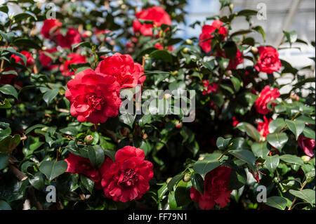 'Middlemist's red' camellia Stock Photo - Alamy