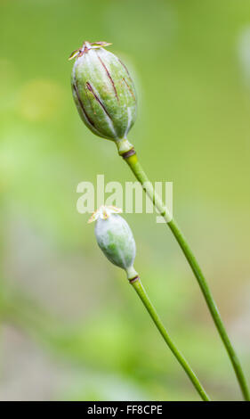 A close-up of a single green Opium poppy flower bud emerging from the ...
