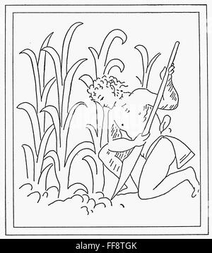 AZTEC FARMING. /nAn Aztec farmer cultivating a cornfield. Line drawing ...