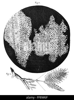 Illustration from 'Micrographia' 1665; by Robert Hooke, 1635-1703 ...