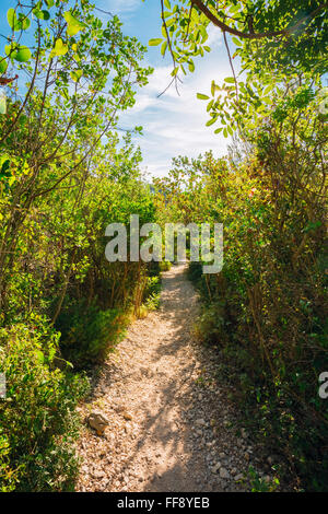 Deciduous forest path on the summer foggy day Stock Photo - Alamy