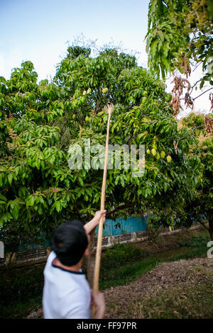 The picking mangoes from the tree Stock Photo - Alamy
