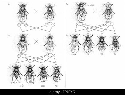 Thomas Hunt Morgan (1866-1945), recipient of the 1933 Nobel Prize in ...